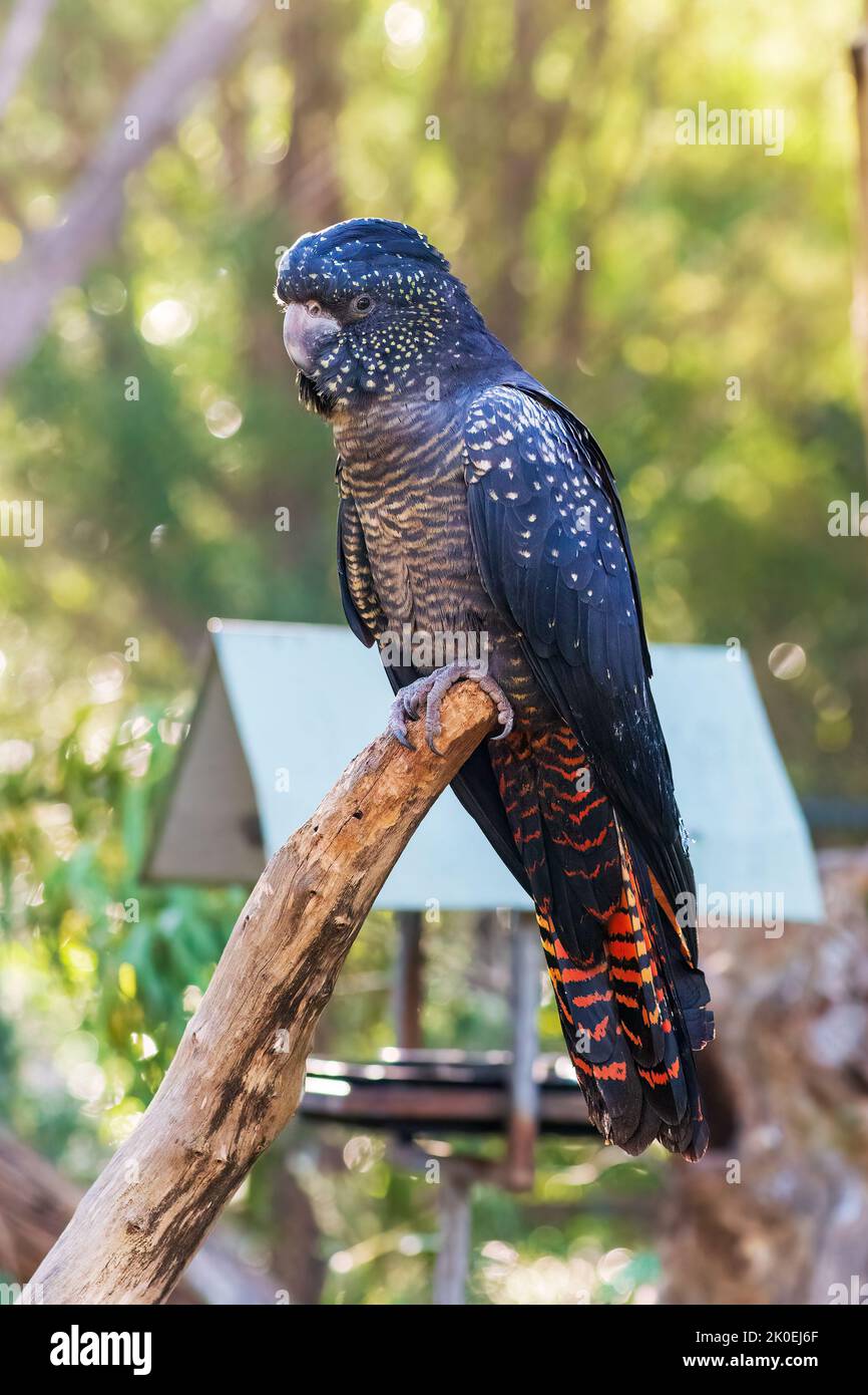 Red-tailed black cockatoo portrait, taken in the zoo Stock Photo - Alamy