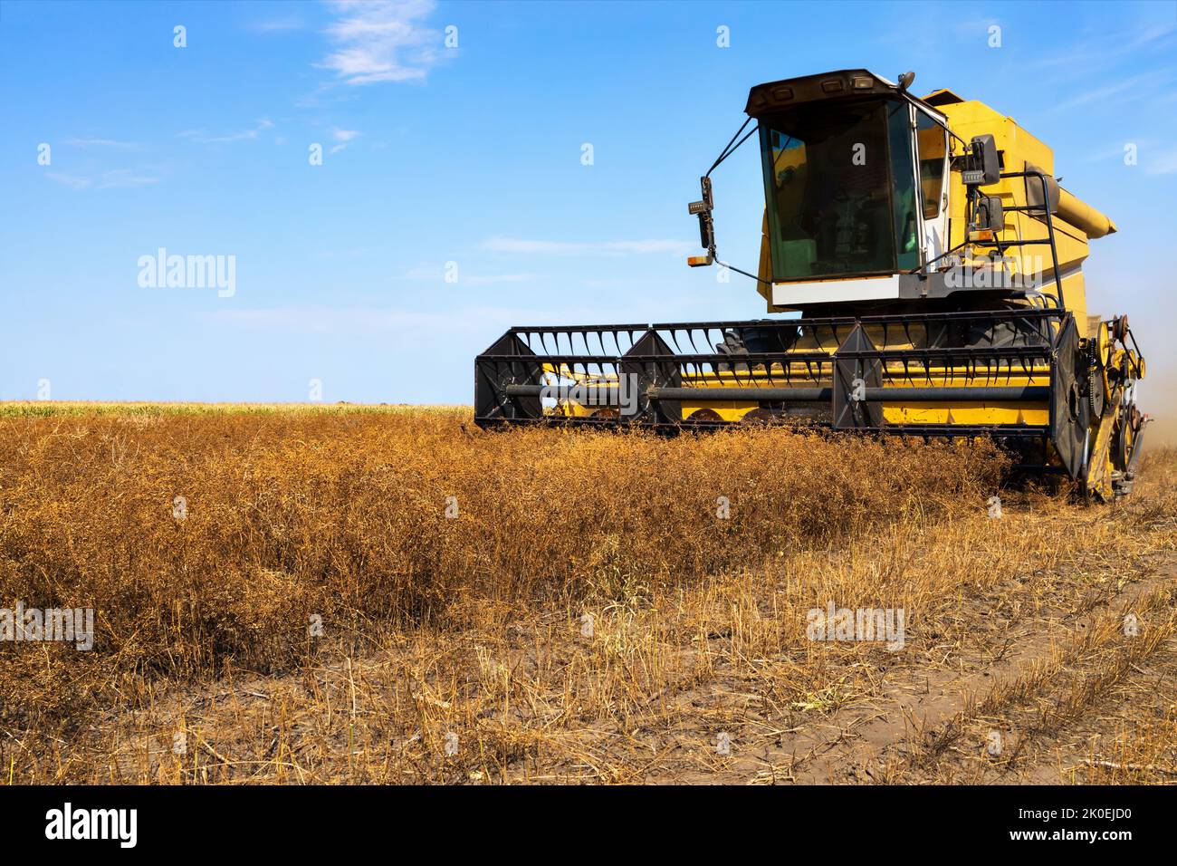 Cutting coriander plant hi-res stock photography and images - Alamy