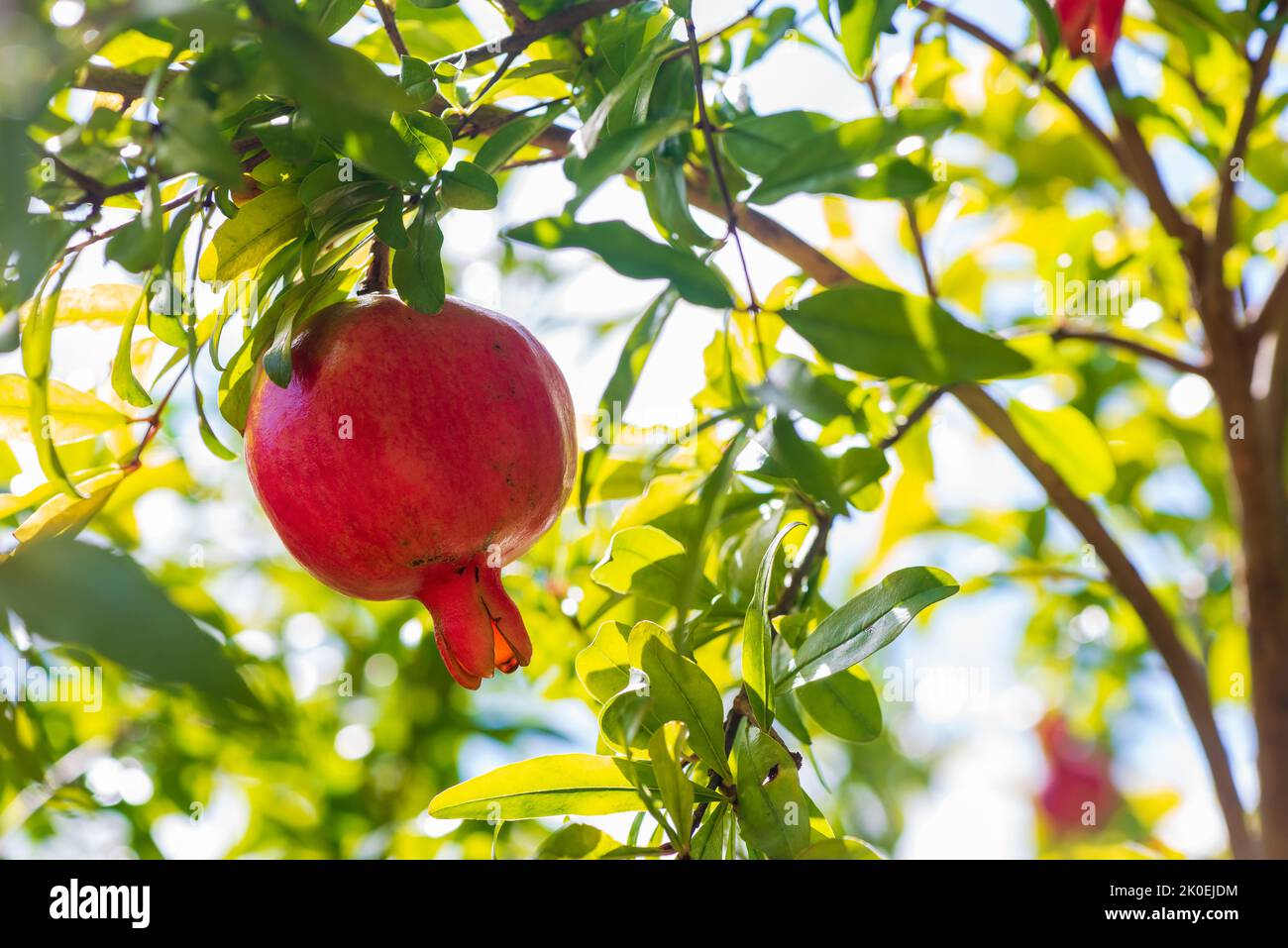 Green pomegranate tree leaf branch hi-res stock photography and images ...