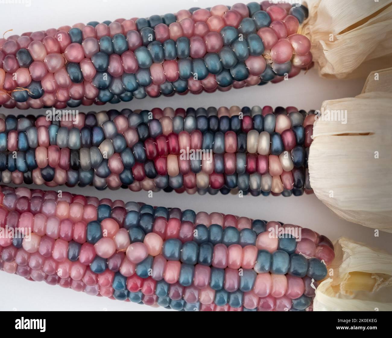 Zea Mays glass gem corn cobs, also known as calico, flint or fiesta ...