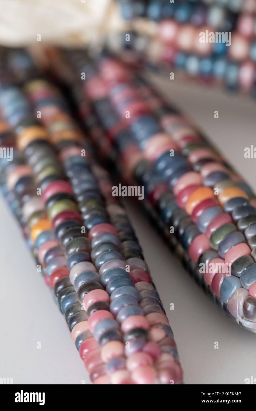 Zea Mays glass gem corn cobs, also known as calico, flint or fiesta ...