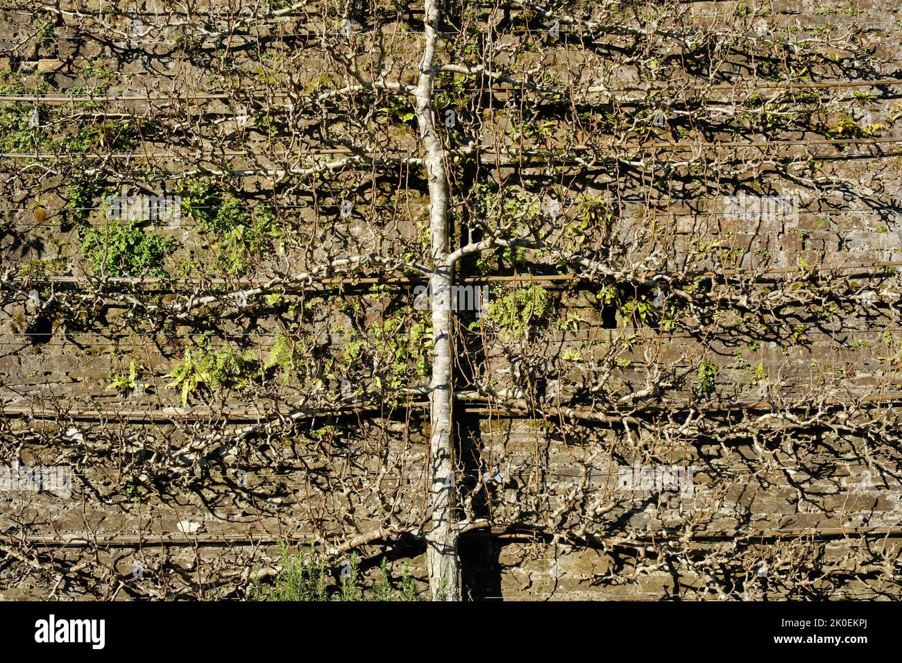 Fan trained espalier hi-res stock photography and images - Alamy