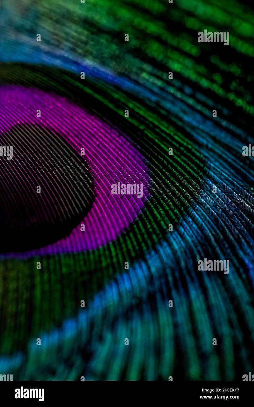 Colorful plumage patterns hi-res stock photography and images - Alamy