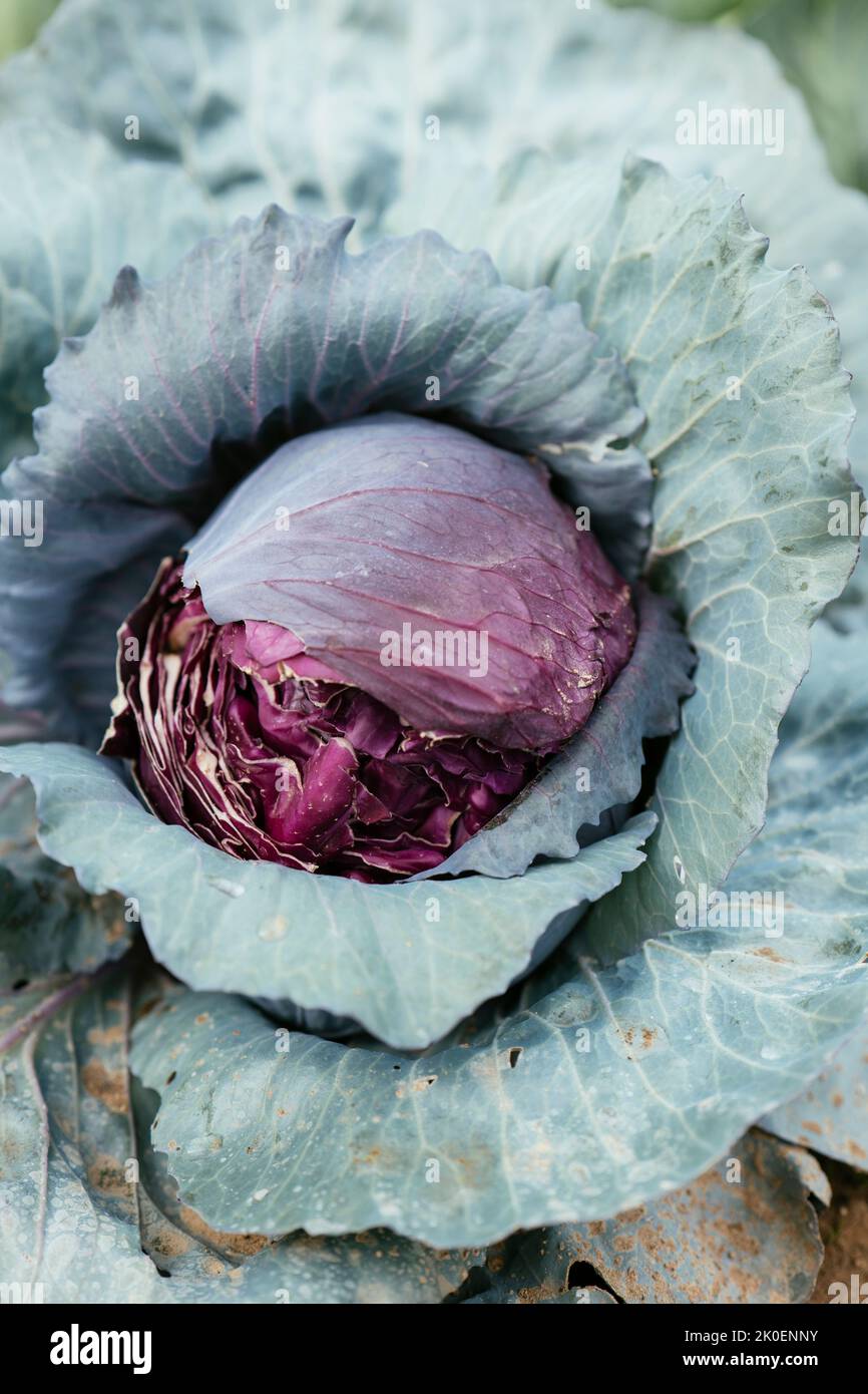 Red cabbage with a split head caused by abundance of rain after a ...