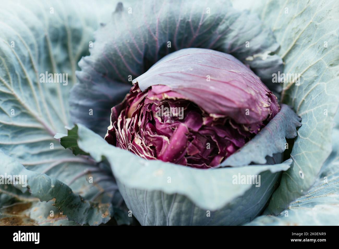 Red cabbage with a split head caused by abundance of rain after a ...