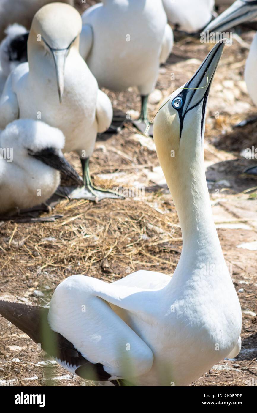 Perce rock gaspe close up hi-res stock photography and images - Alamy