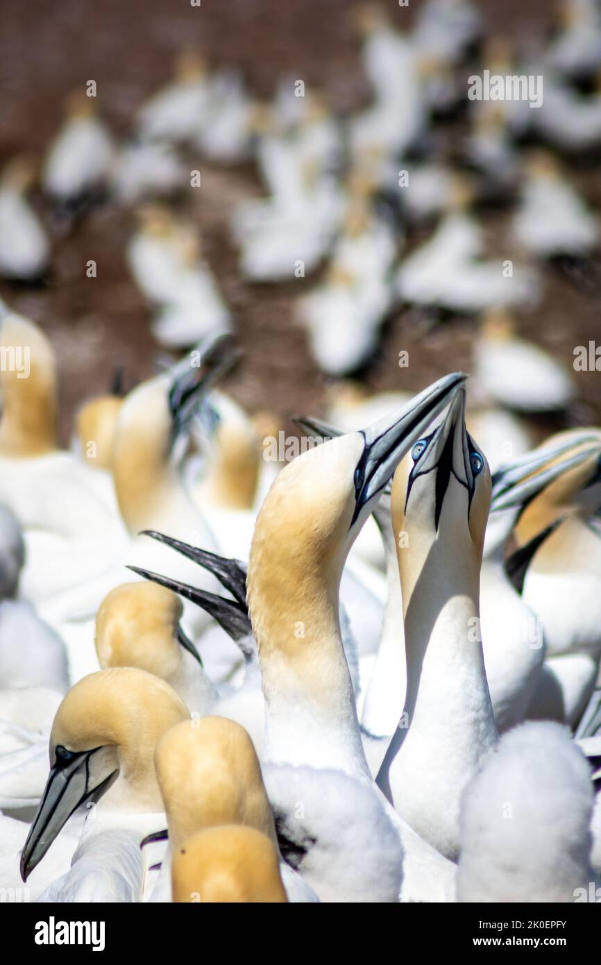 Northern Gannets colony (Morus bassanus) on Bonaventure Island, off the ...