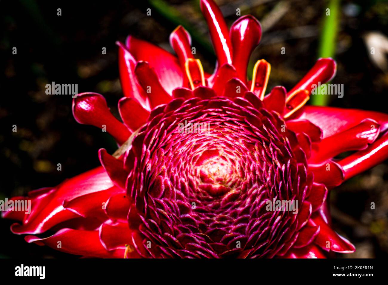 Dslr flower hi-res stock photography and images - Alamy