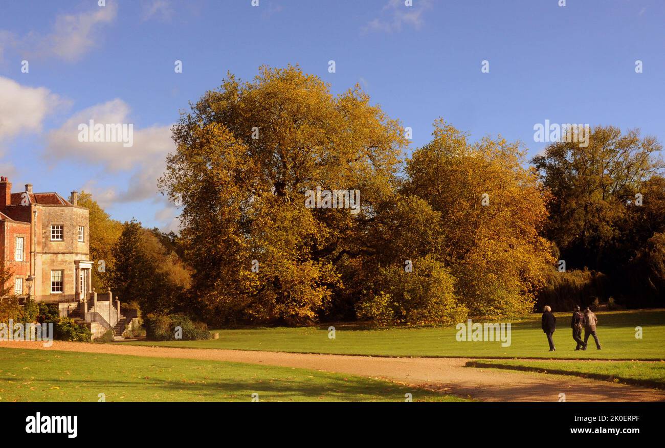 THE LARGEST PLANE TREE IN BRITAIN GETS AN AUTUMN GLOW AT MOTTISFONT ...