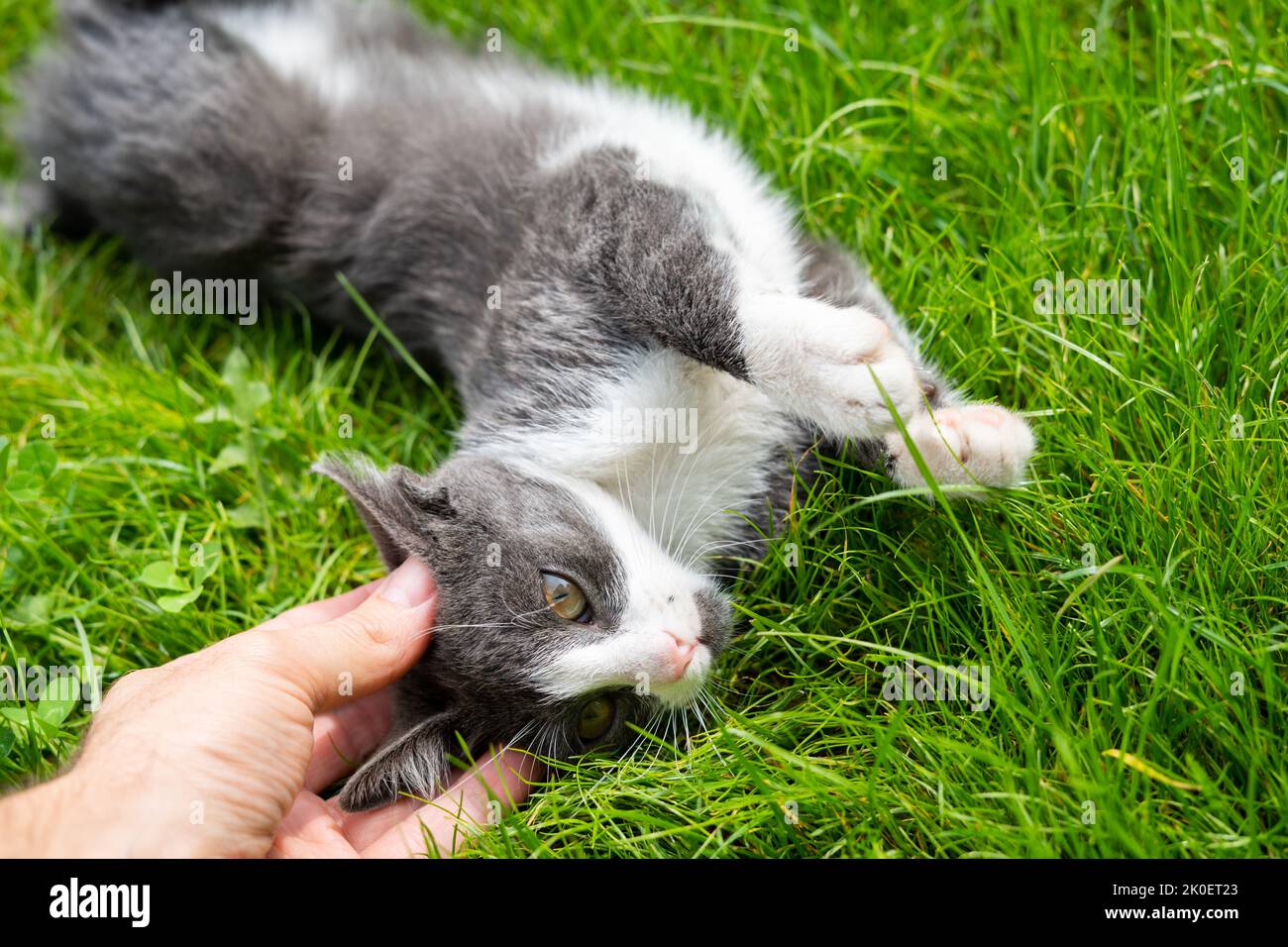 Young cat cuddle hi-res stock photography and images - Alamy