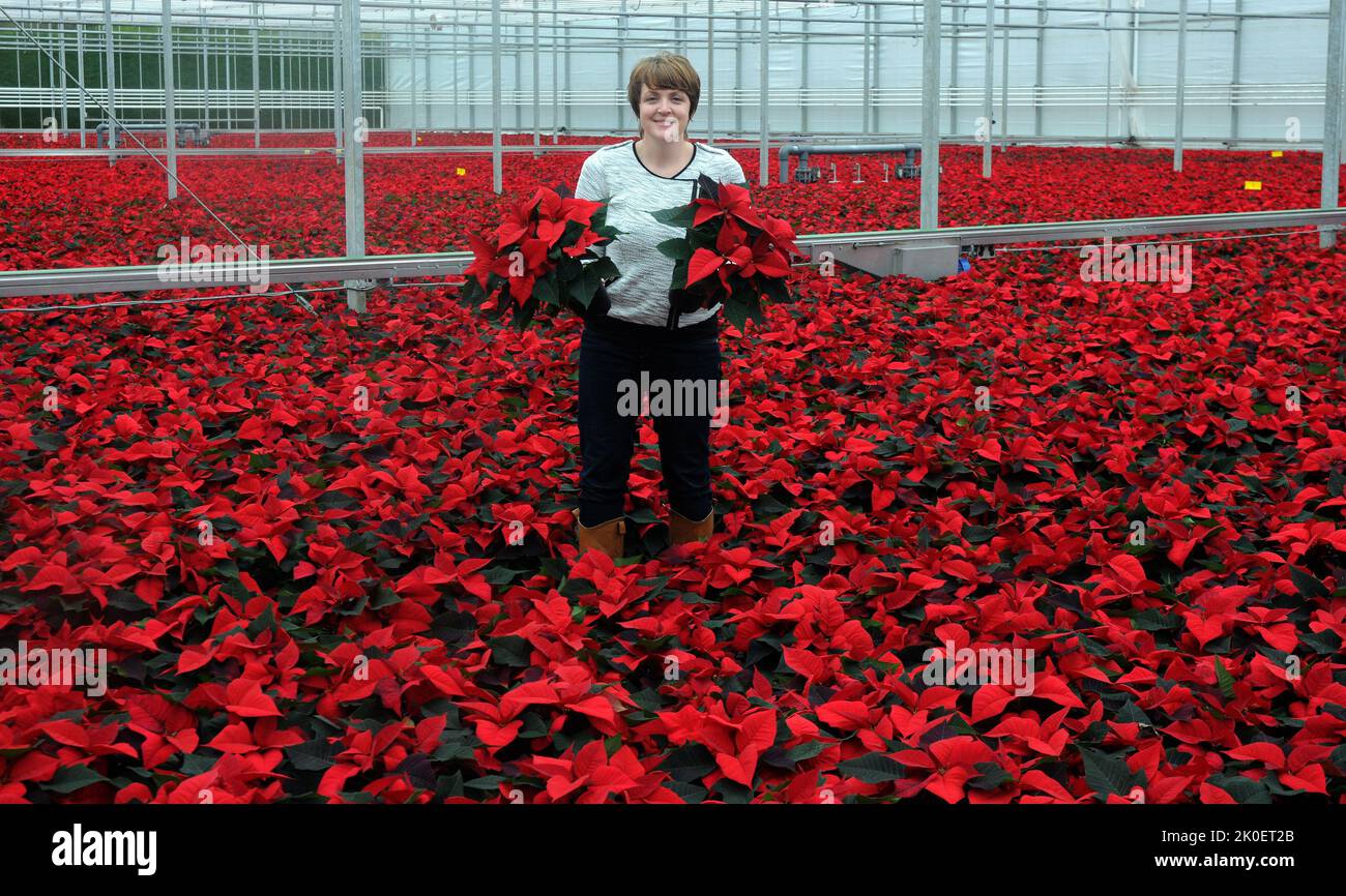 Runcton west sussex hi-res stock photography and images - Alamy