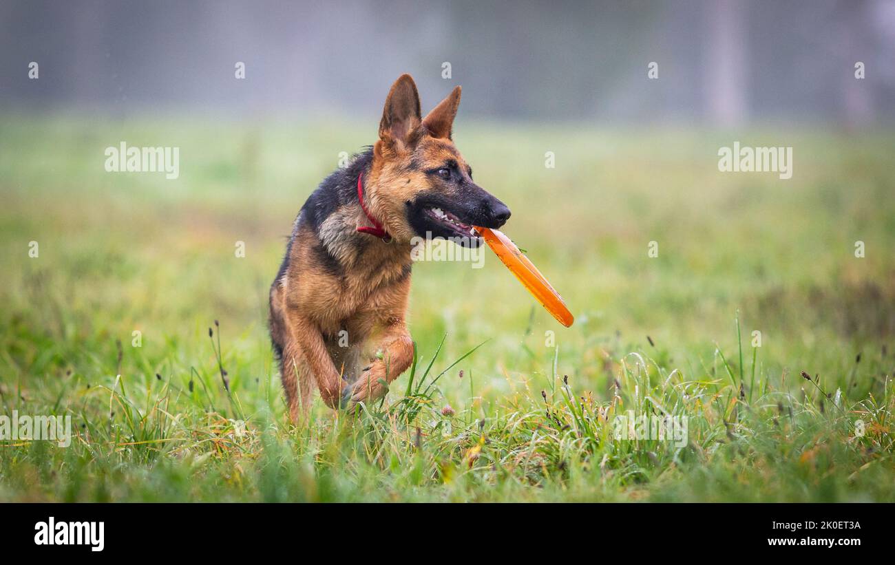 Dog playing frisbee hi-res stock photography and images - Alamy