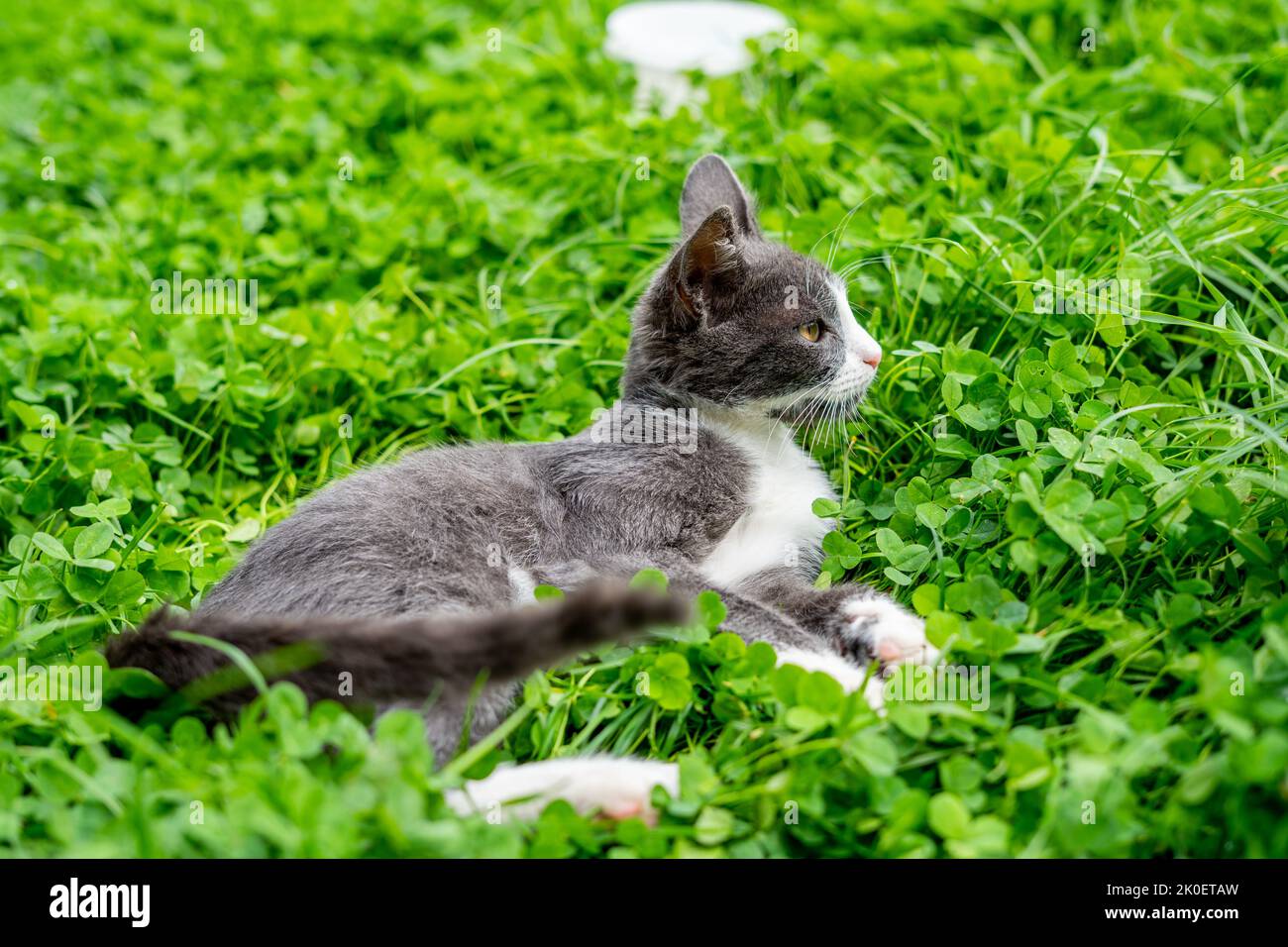 Cat staring into the distance hi-res stock photography and images - Alamy