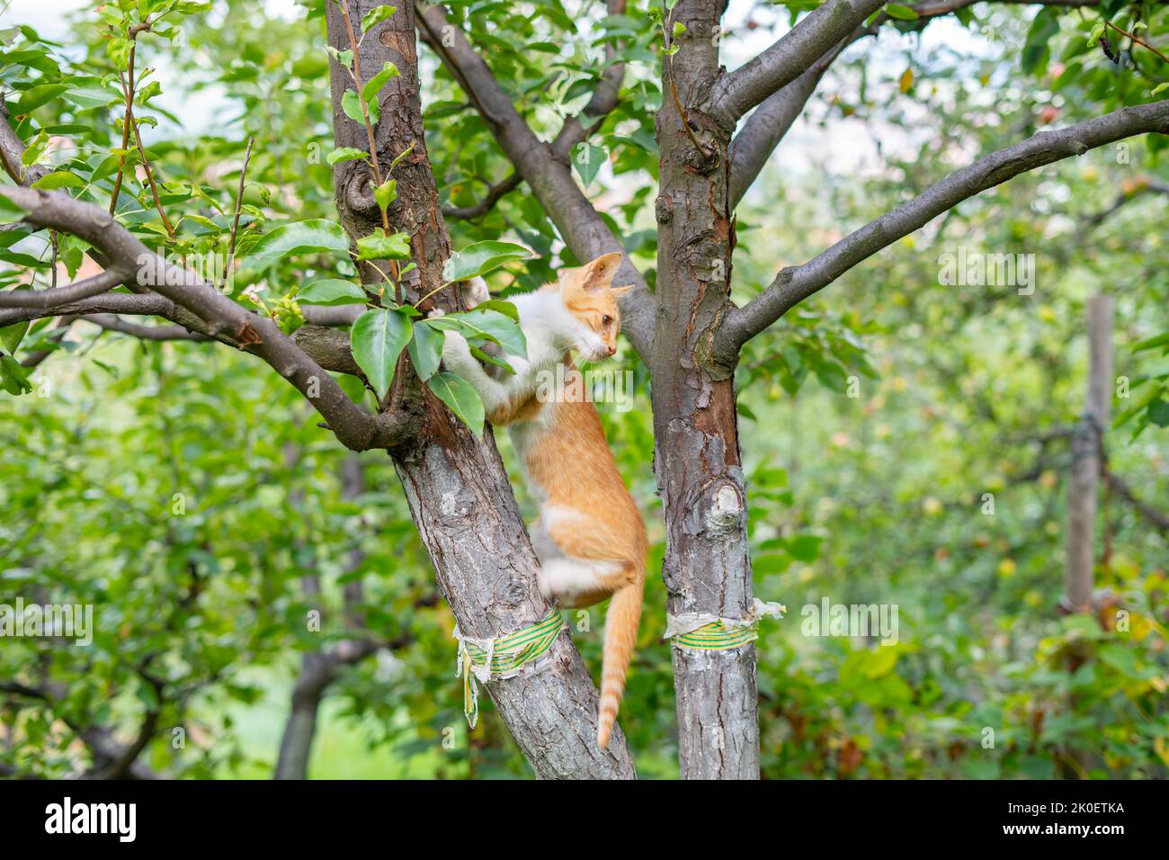 A little ginger cat climbing and walking on the branches of the tree ...