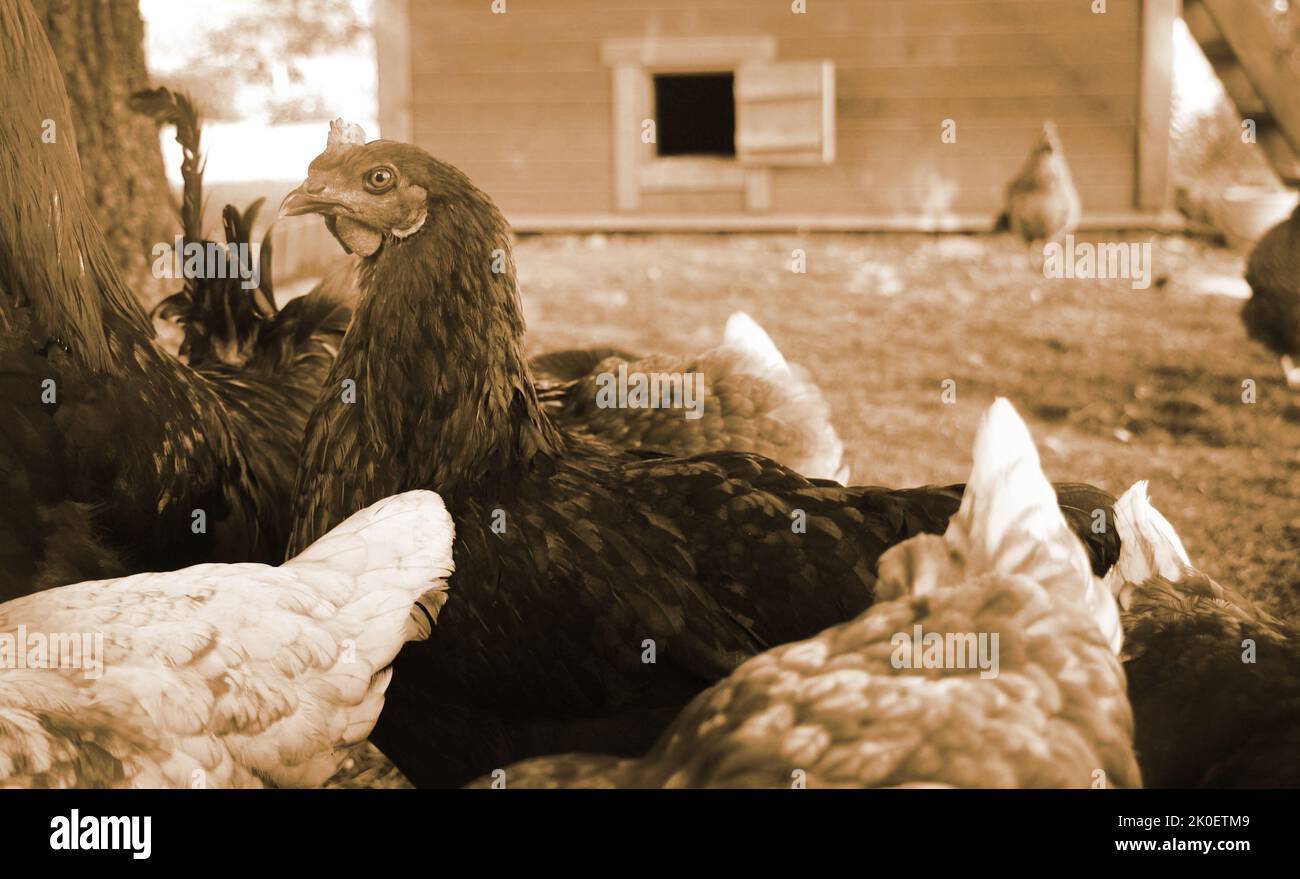 Hens in the yard. Traditional free range poultry farming concept Stock ...