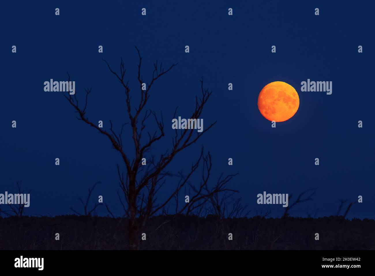 Full moon over the swamp, dry land Stock Photo - Alamy