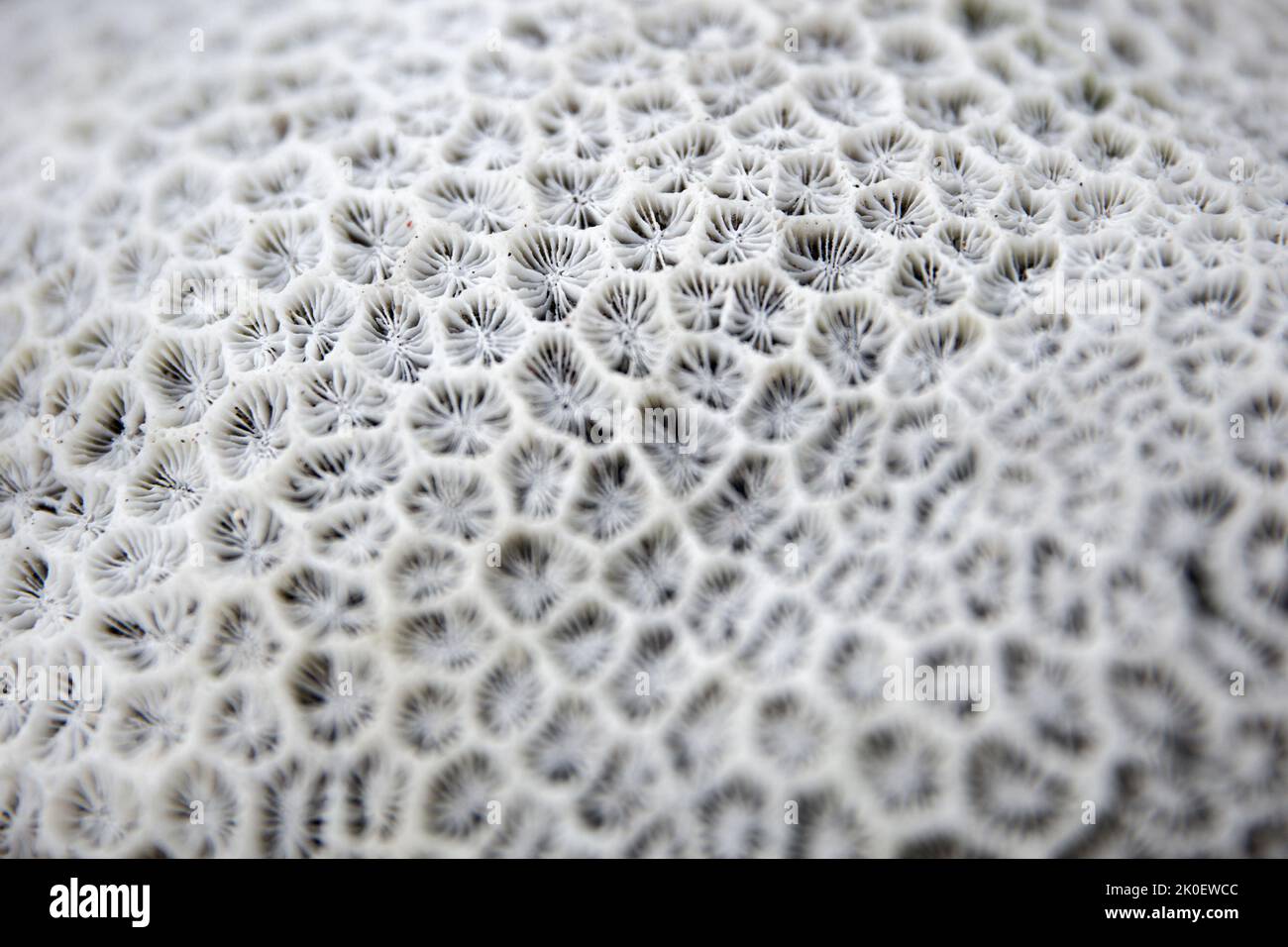 Texture detail white coral hi-res stock photography and images - Alamy