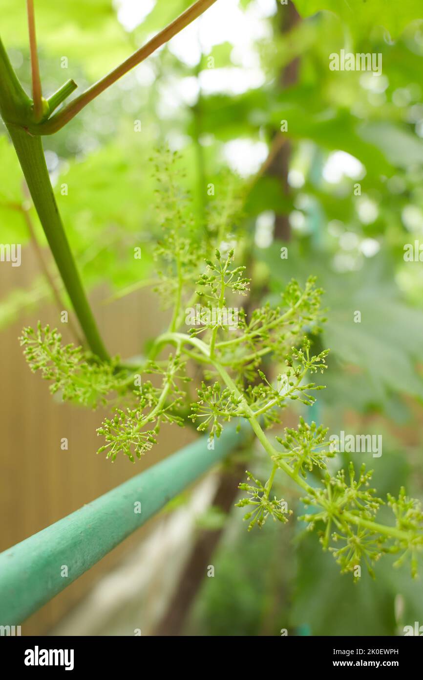 Young grapevine in spring hi-res stock photography and images - Alamy