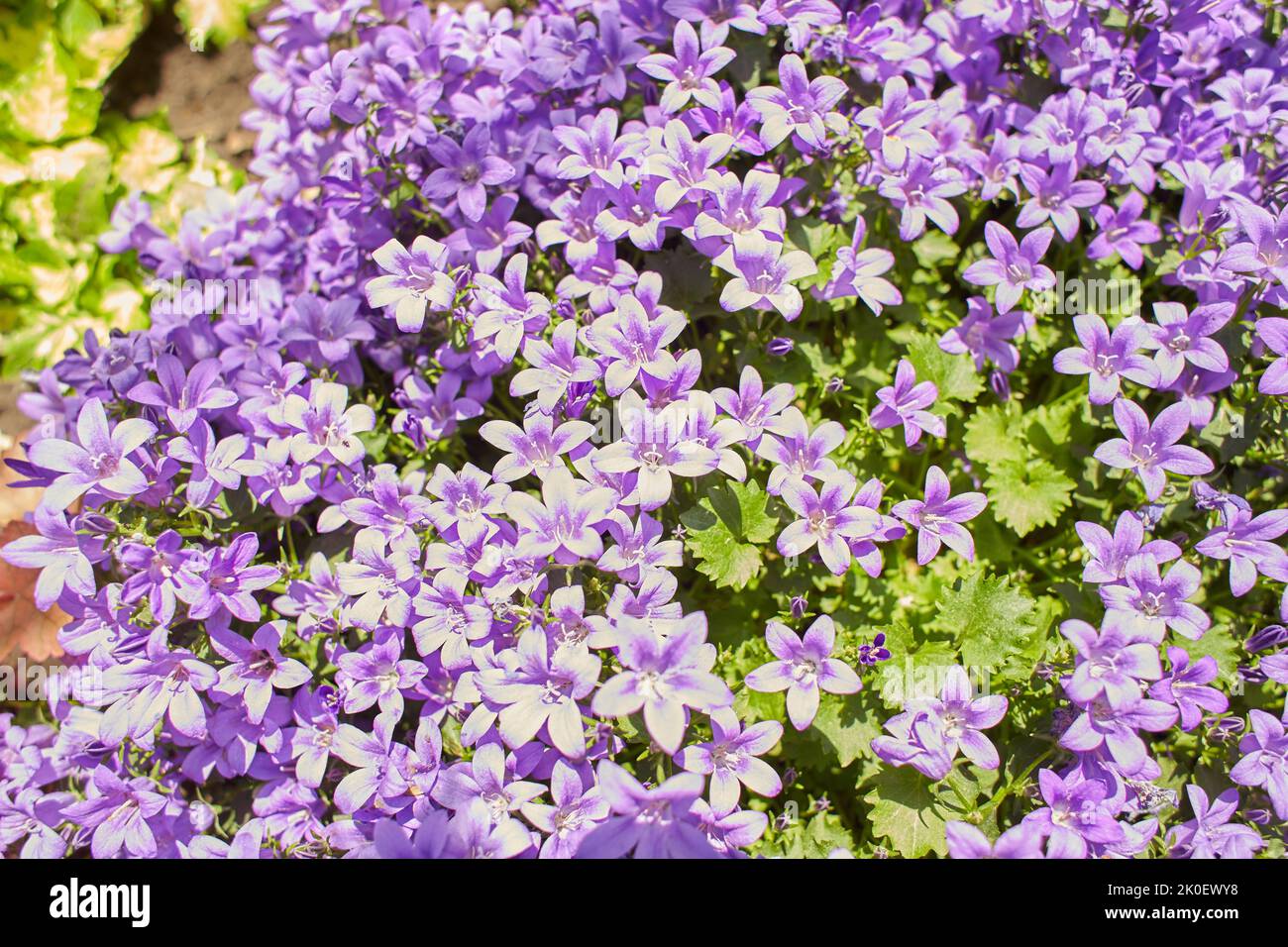 Purple flowers of Dalmatian bellflower or Adria bellflower or Wall ...