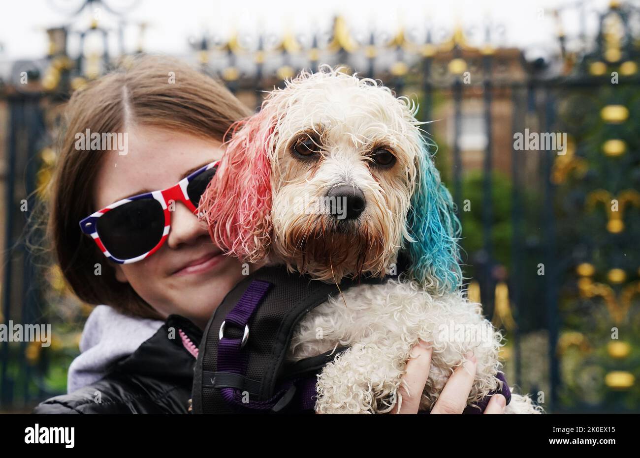 Emma McConnell, from Portadown, with her dog Honey, at Hillsborough ...