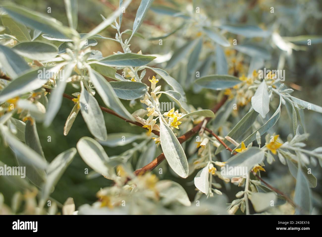 Elaeagnus hi-res stock photography and images - Alamy