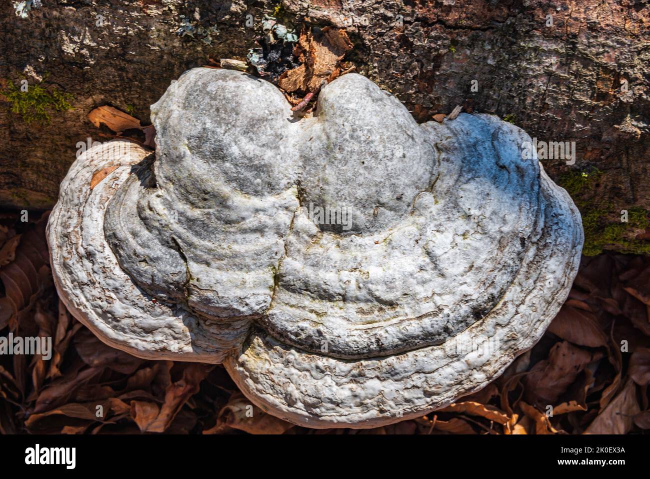 Fonge hi-res stock photography and images - Alamy