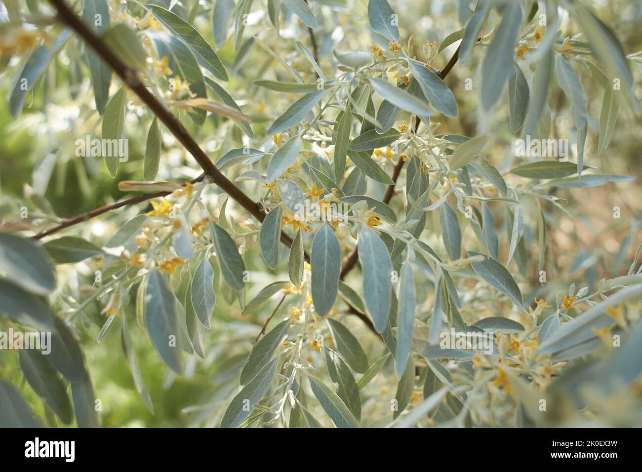 Elaeagnus commutata, the silverberry or wolf-willow, is a species of ...