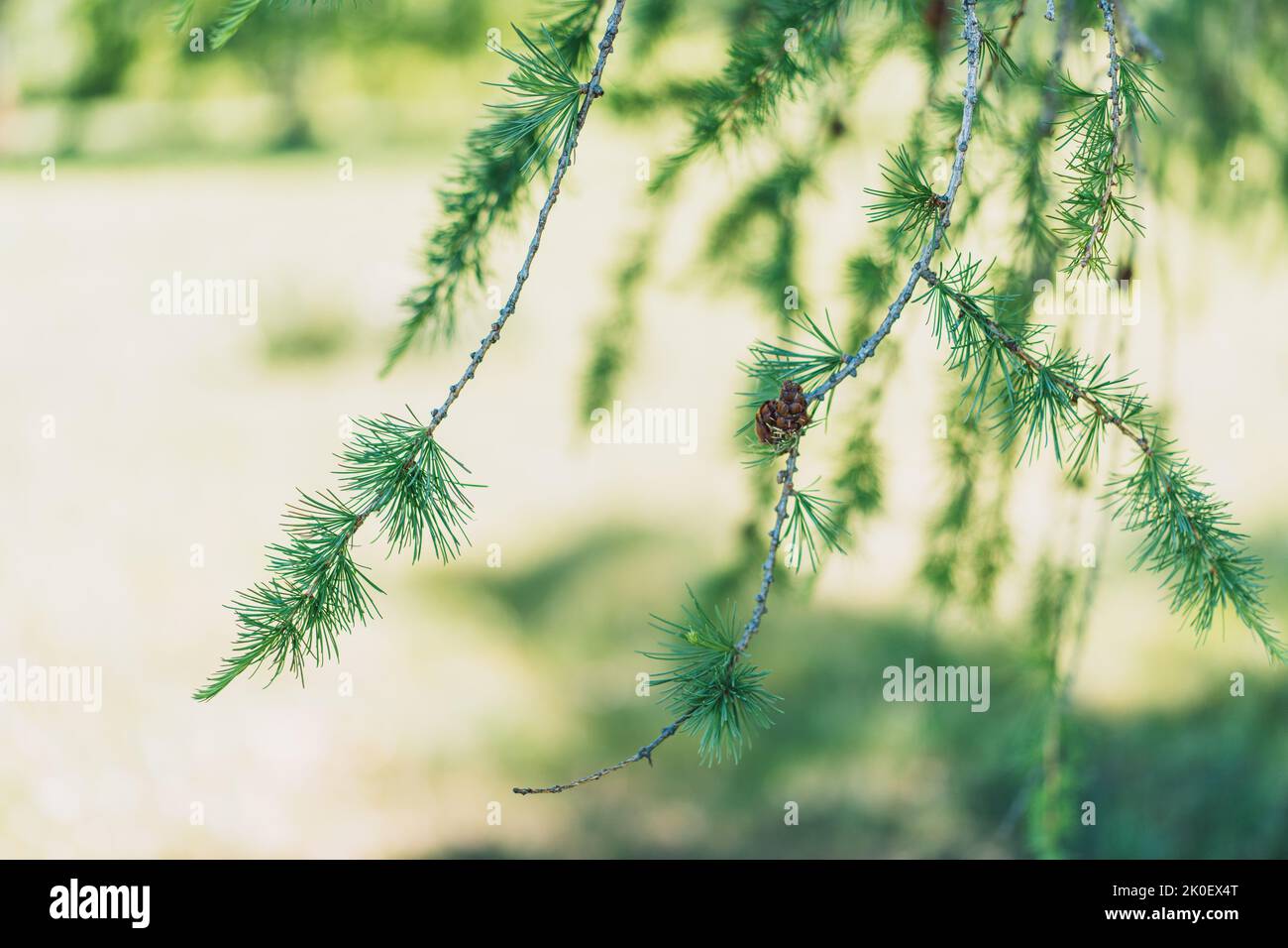 Siberian larch branch hi-res stock photography and images - Alamy