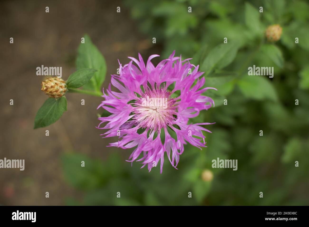 Persian cornflower. Psephellus dealbatus, the Persian cornflower or ...
