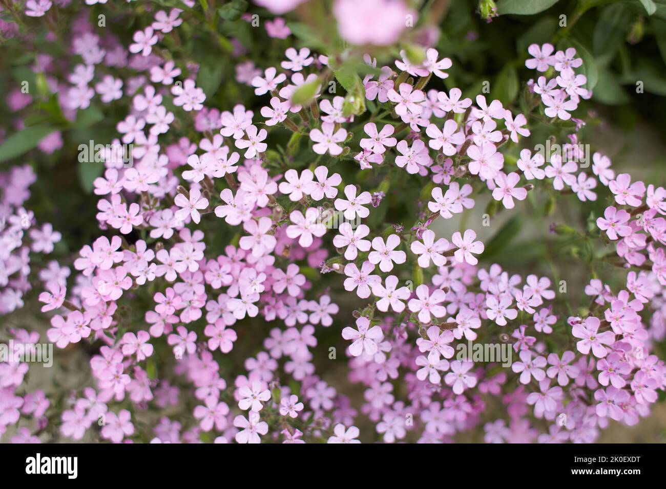 Flowering rock soapwort, Saponaria ocymoides. Saponaire de Montpellier ...