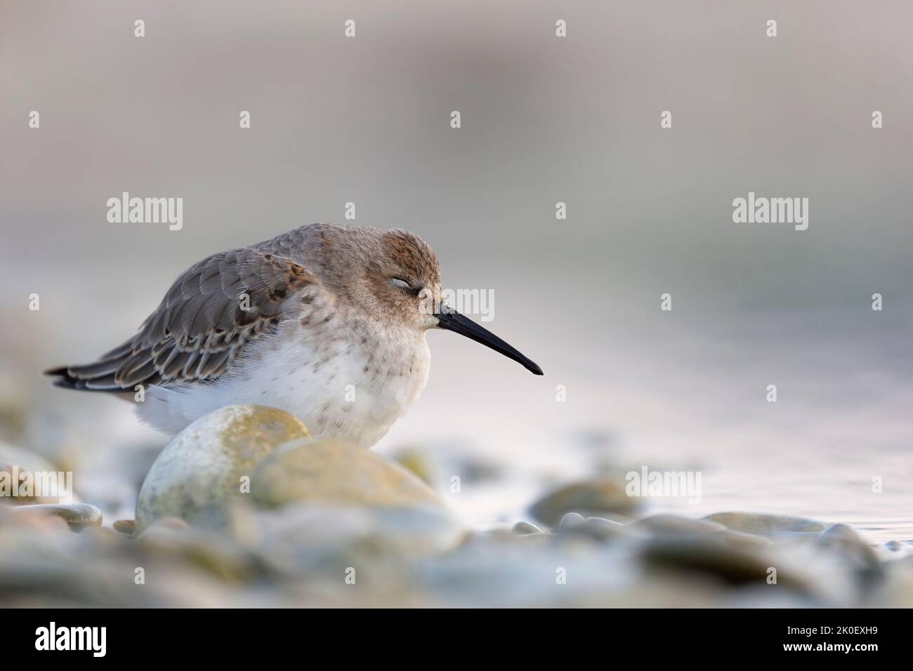 Cute bird sleeping at the beach, dunlin (Calidris alpina Stock Photo ...