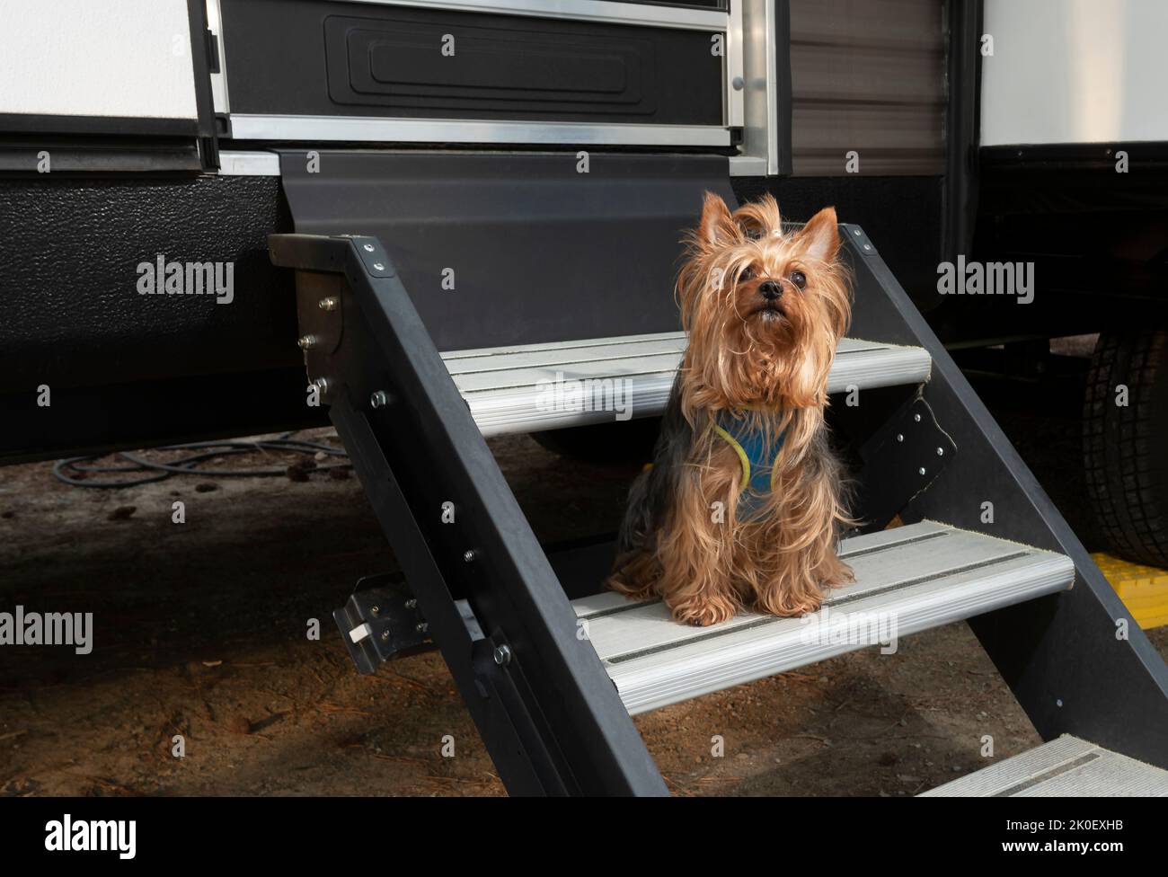 Curious Yorkshire terrior on RV steps at a campsite Stock Photo - Alamy