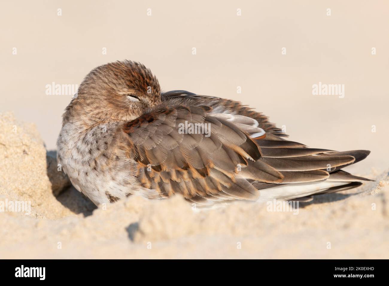 Cute bird sleeping at the beach, dunlin (Calidris alpina Stock Photo ...