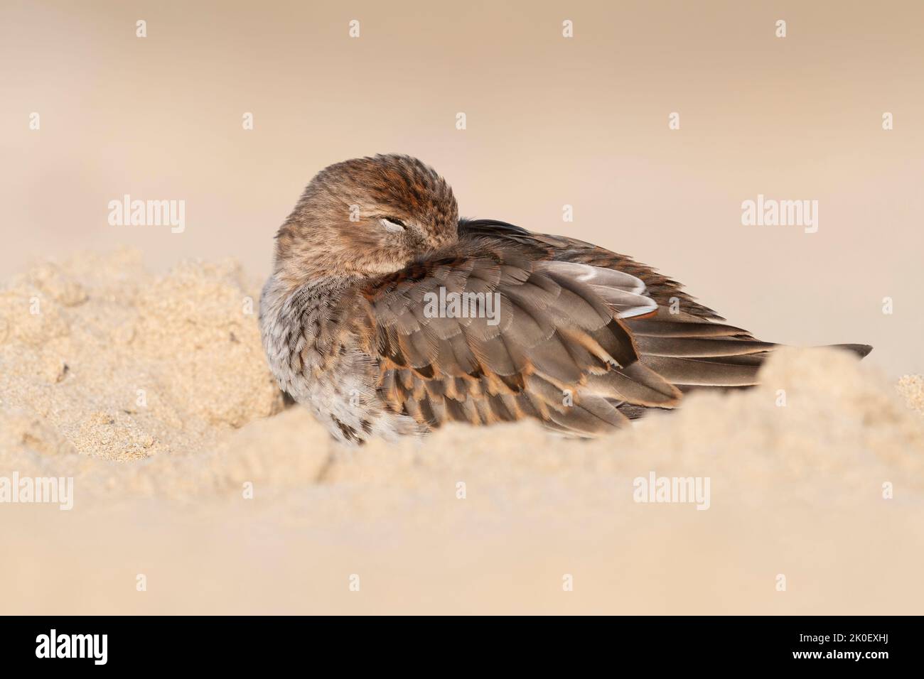 Cute bird sleeping at the beach, dunlin (Calidris alpina Stock Photo ...