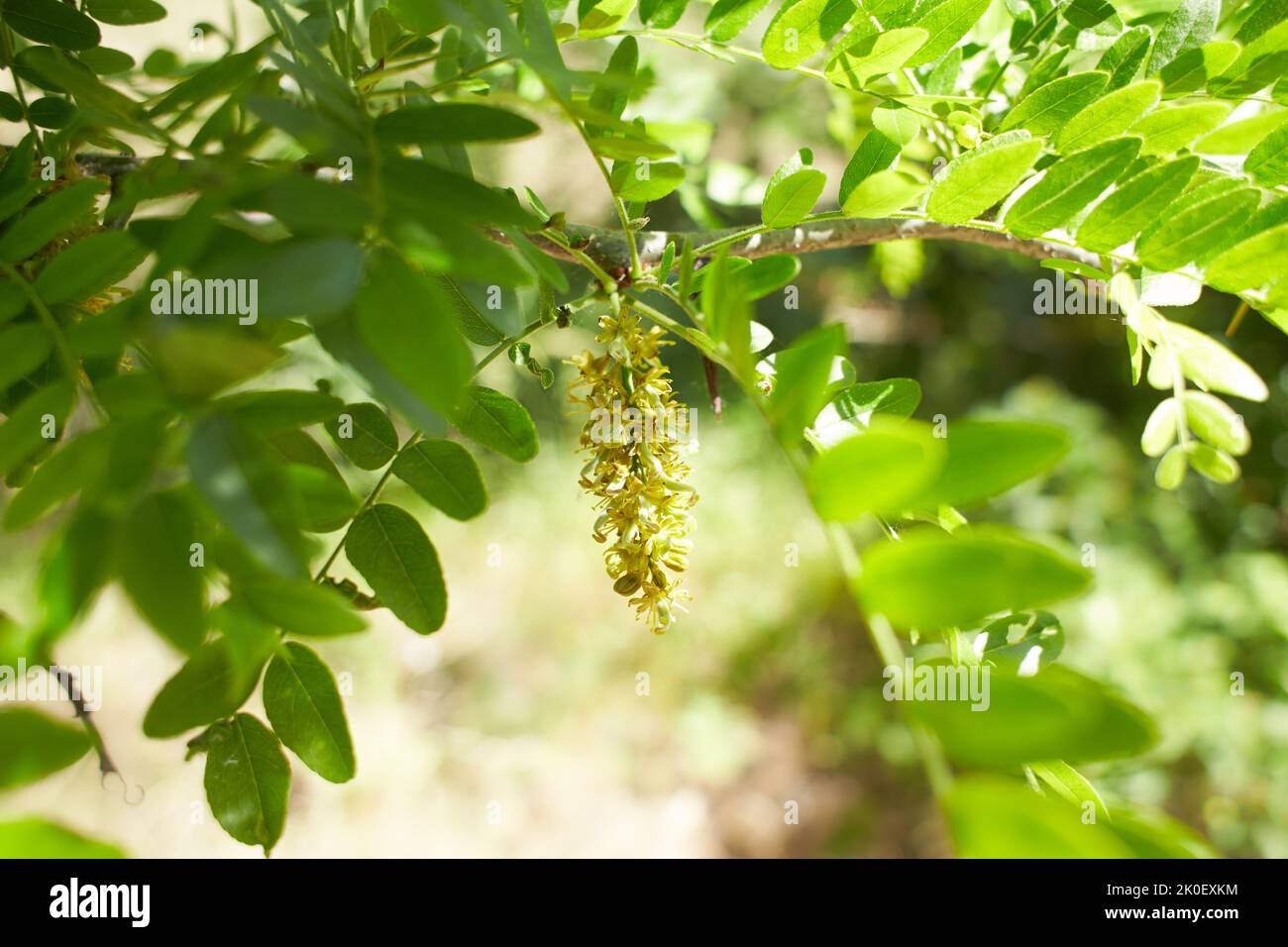 Selective focus young leaves of gleditsia triacanthos on the tree, The ...