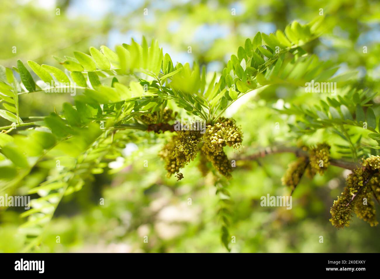 Selective focus young leaves of gleditsia triacanthos on the tree, The ...