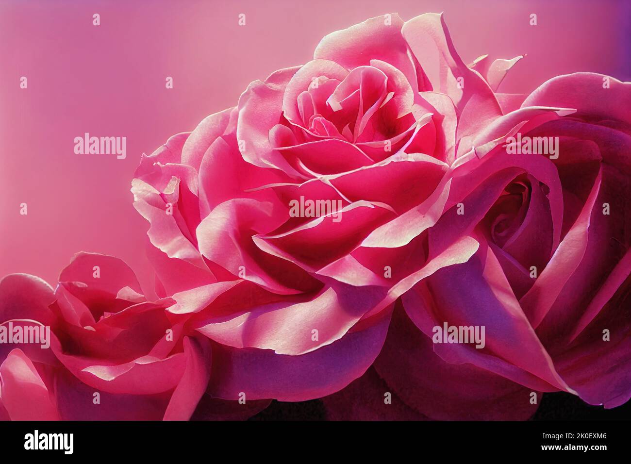 Background with beautiful pink roses Stock Photo - Alamy