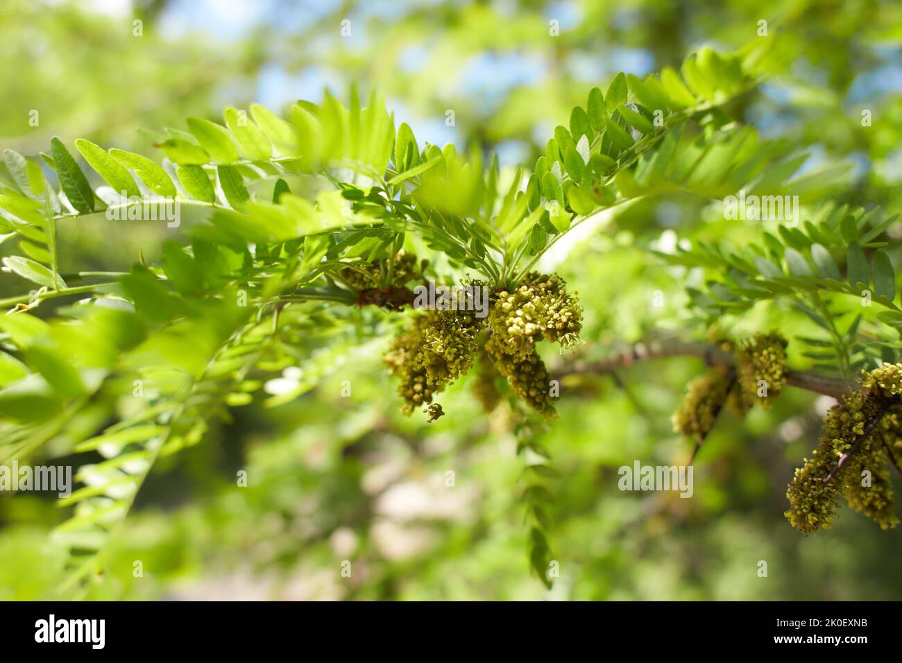 Selective focus young leaves of gleditsia triacanthos on the tree, The ...