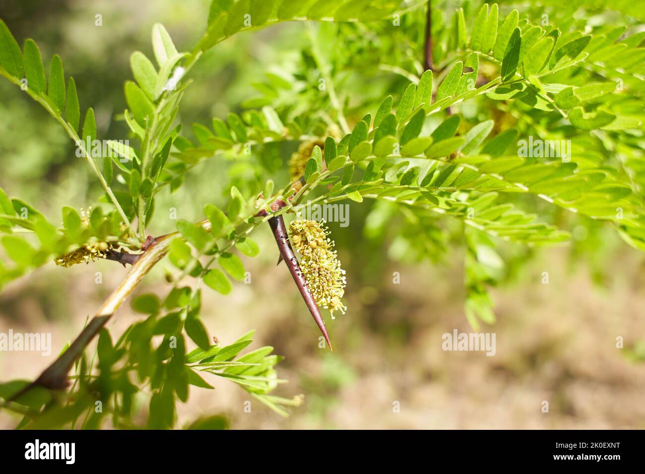 Selective focus young leaves of gleditsia triacanthos on the tree, The ...