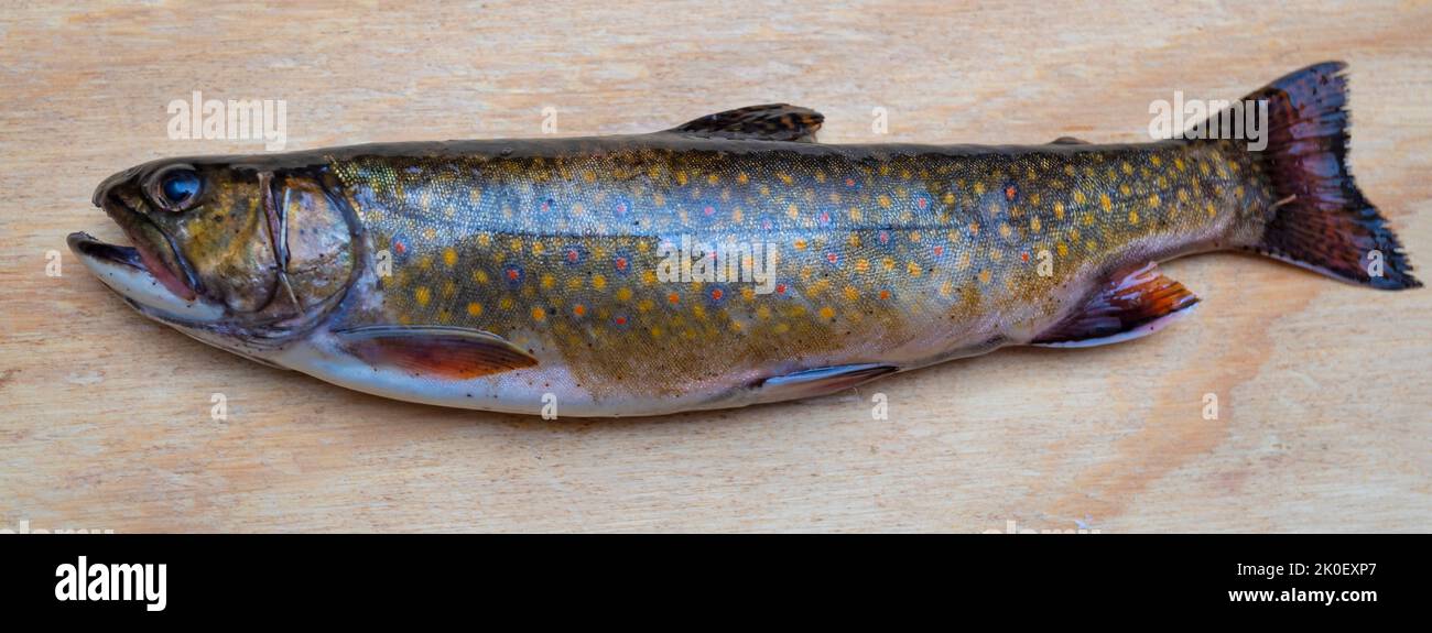 Colorful brook hi-res stock photography and images - Alamy