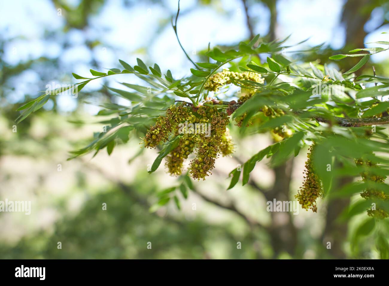 Selective focus young leaves of gleditsia triacanthos on the tree, The ...