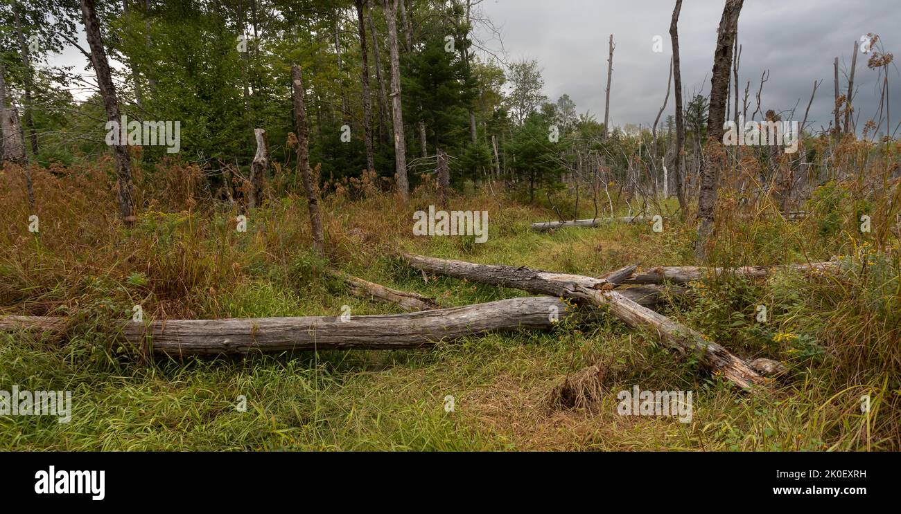 Lots of dead trees hi-res stock photography and images - Alamy
