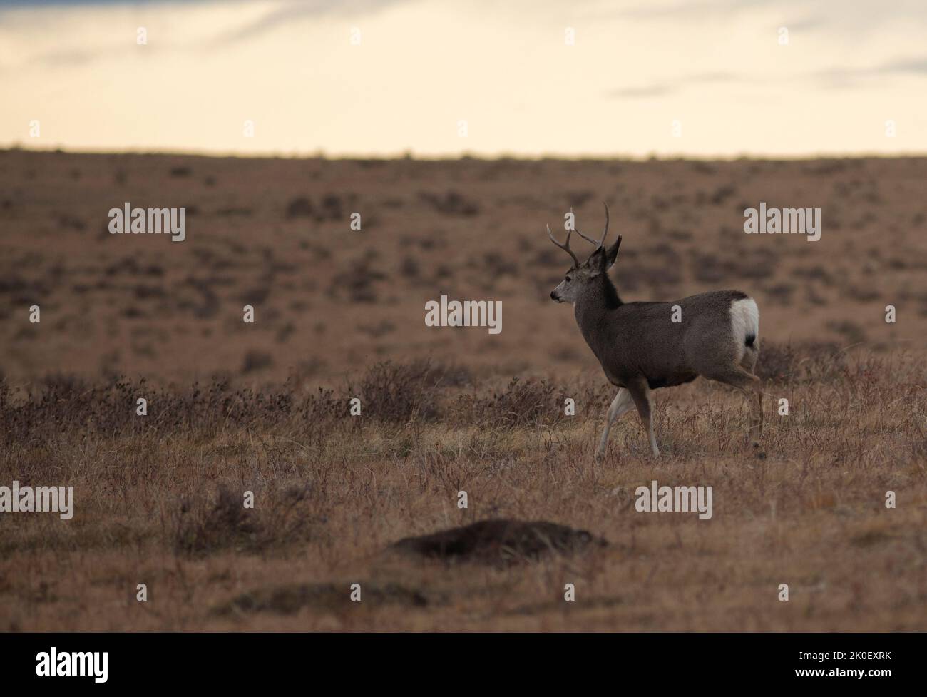 Young mule deer buck walking away in Montana Stock Photo - Alamy