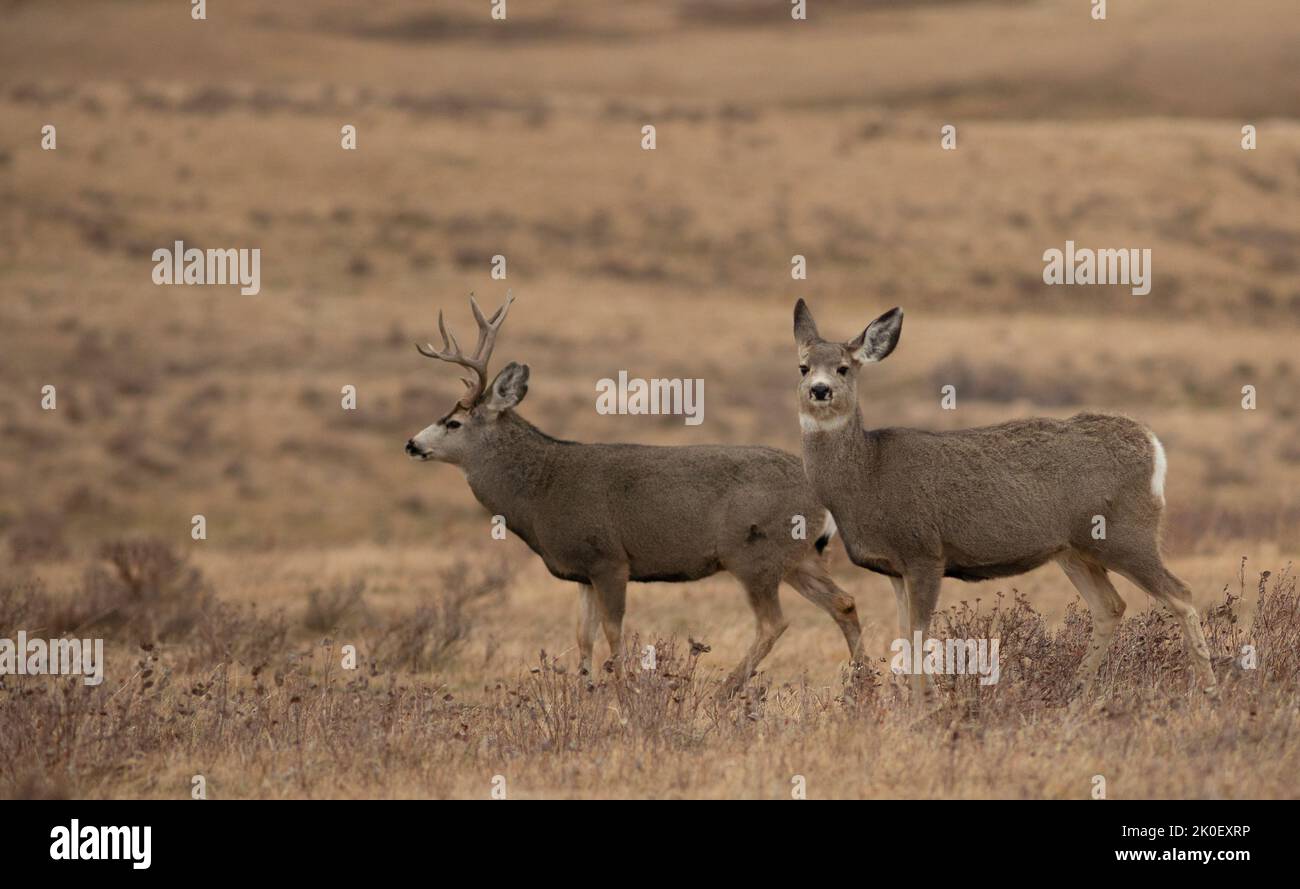Montana mule deer buck and doe on a ridge during mating season Stock ...