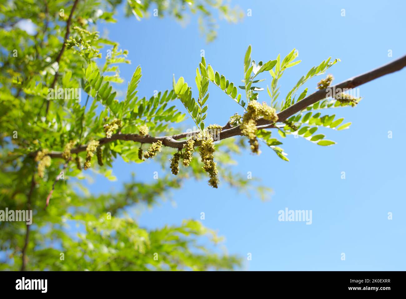 Selective focus young leaves of gleditsia triacanthos on the tree, The ...
