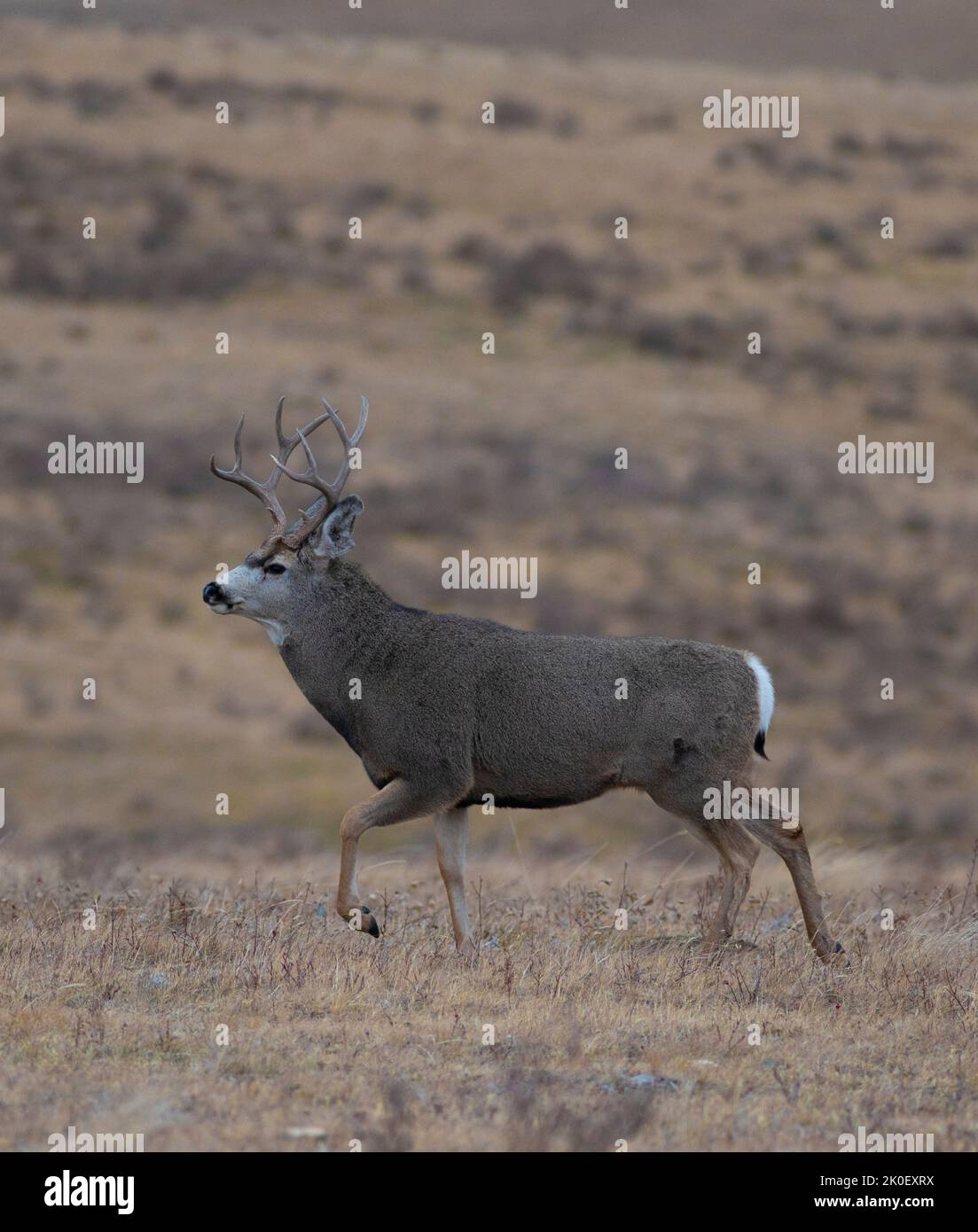 Montana mule deer buck in the rut walking with copy space Stock Photo ...