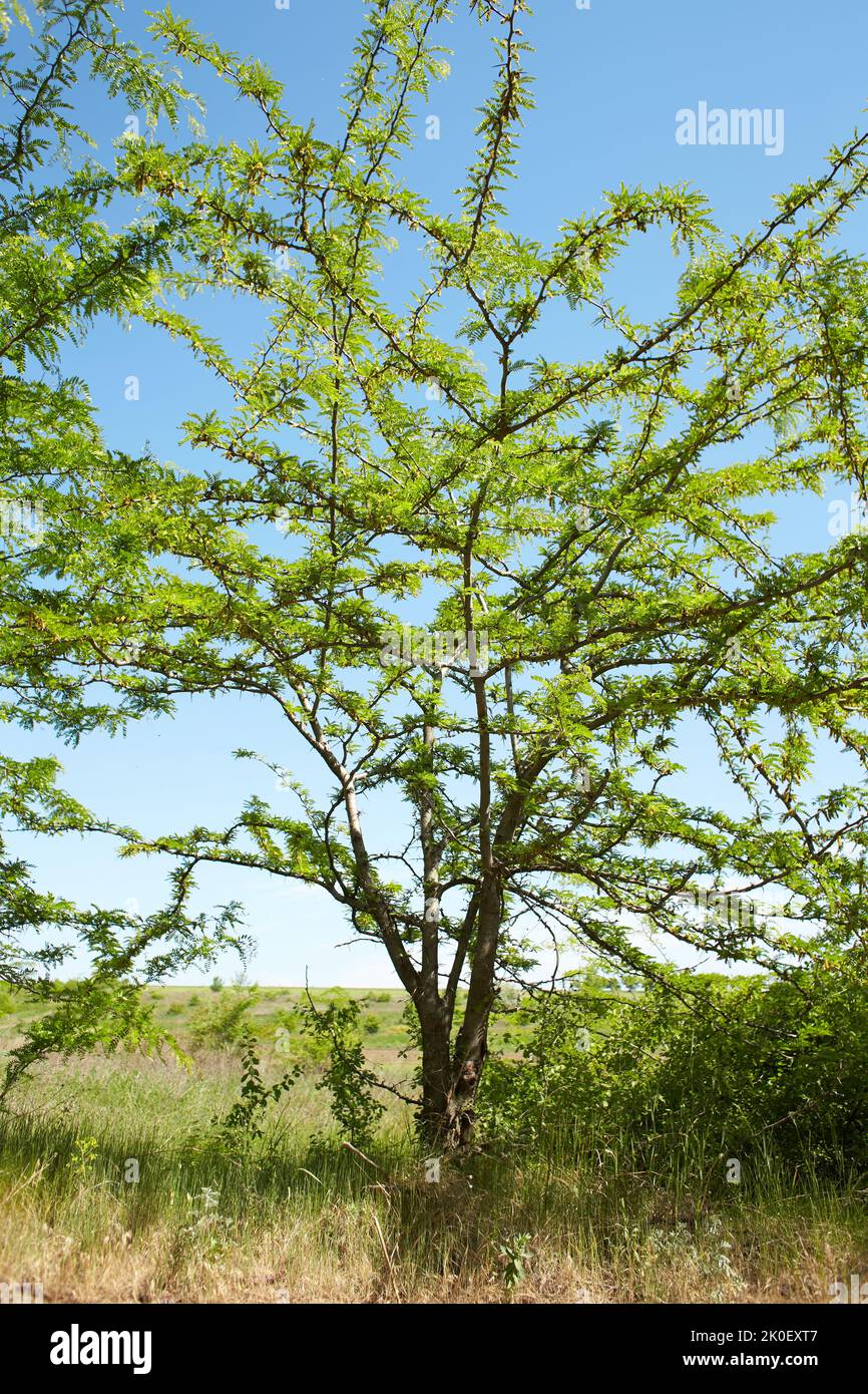 Selective focus young leaves of gleditsia triacanthos on the tree, The ...