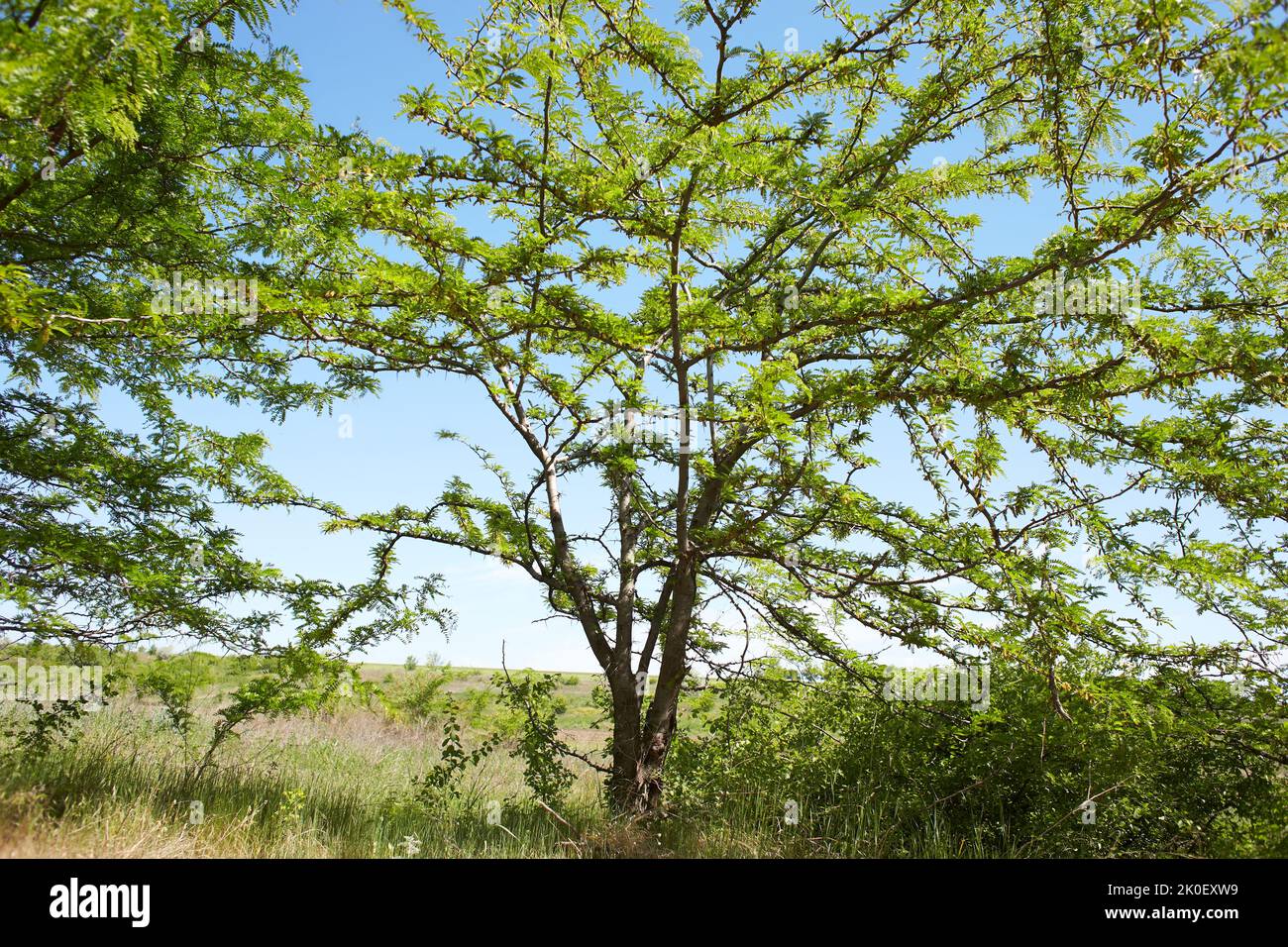 Selective focus young leaves of gleditsia triacanthos on the tree, The ...