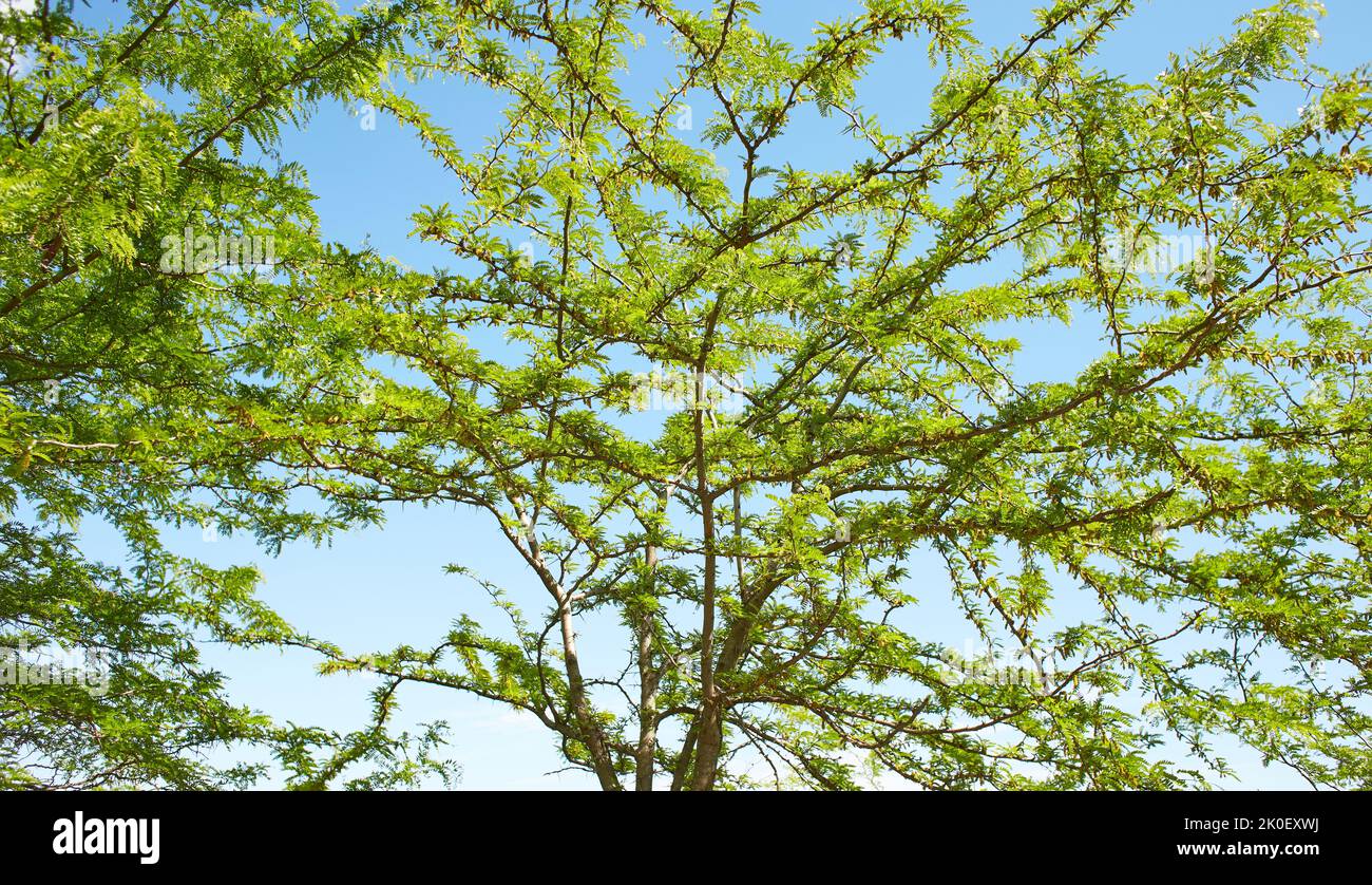 Selective focus young leaves of gleditsia triacanthos on the tree, The ...