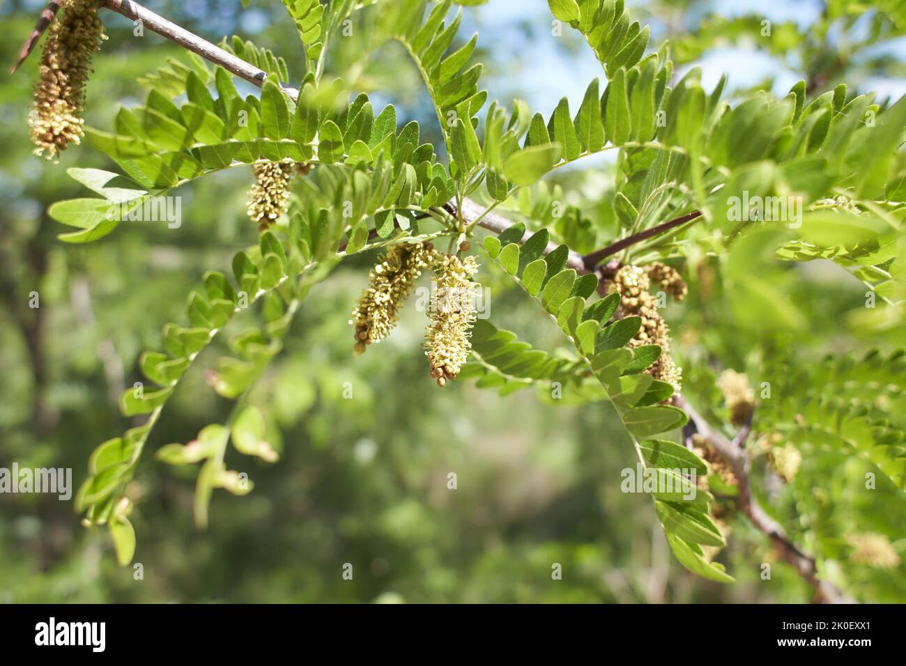 Selective focus young leaves of gleditsia triacanthos on the tree, The ...